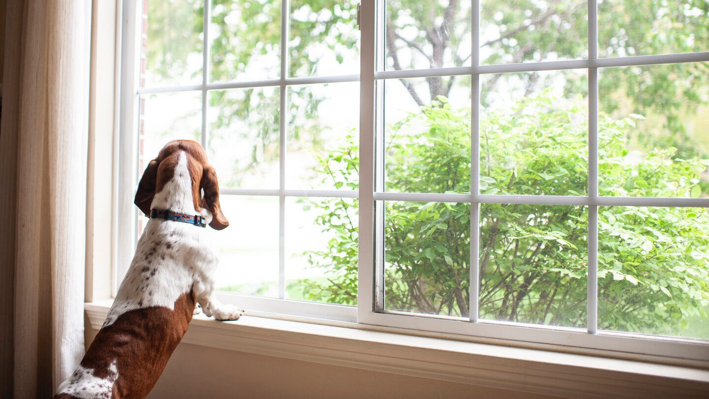 New NSW Law Will Allow More Apartment Dwellers To Keep Pets new-nsw-law-will-allow-more-apartment-dwellers-to-keep-pets
